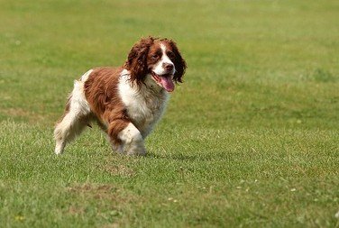 Engelse Springerspaniël - Hondenrassen.eu